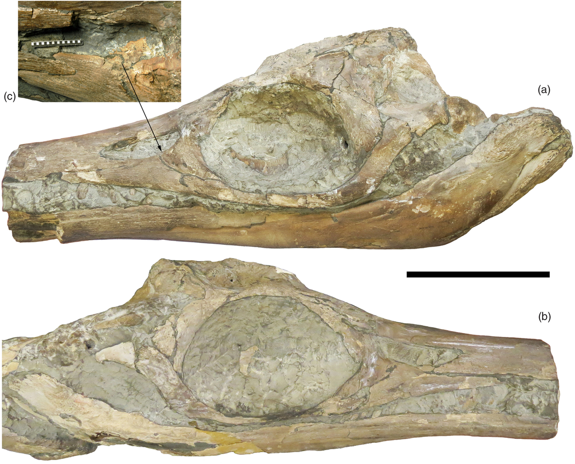 New information on the skull roof of Protoichthyosaurus (Reptilia ...