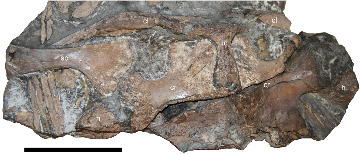 New information on the skull roof of Protoichthyosaurus (Reptilia ...