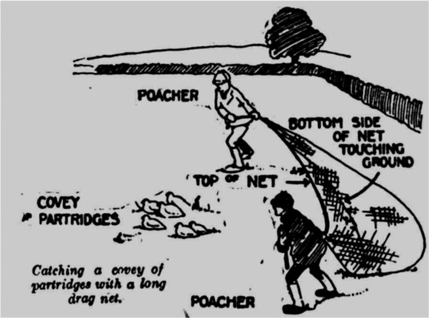 Poaching and its representation in Edwardian England, c. 1901–14 ...