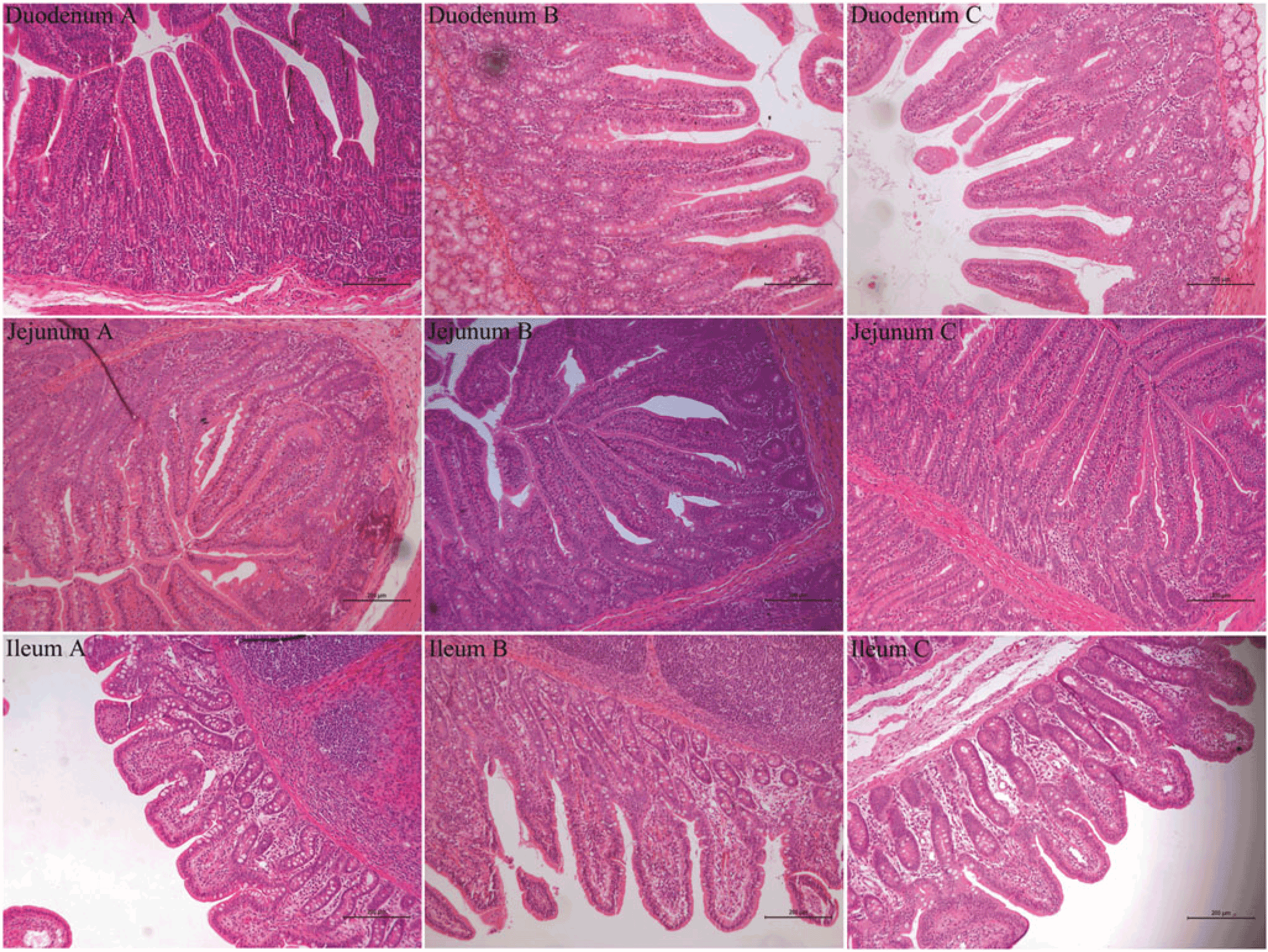 The growth performance, intestinal digestive and absorptive ...