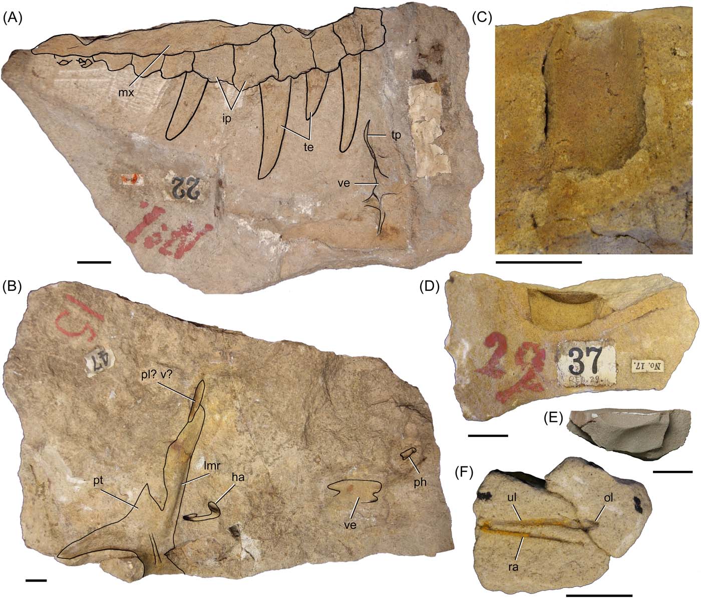 Taxonomy of the archosaur Ornithosuchus: reassessing Ornithosuchus ...