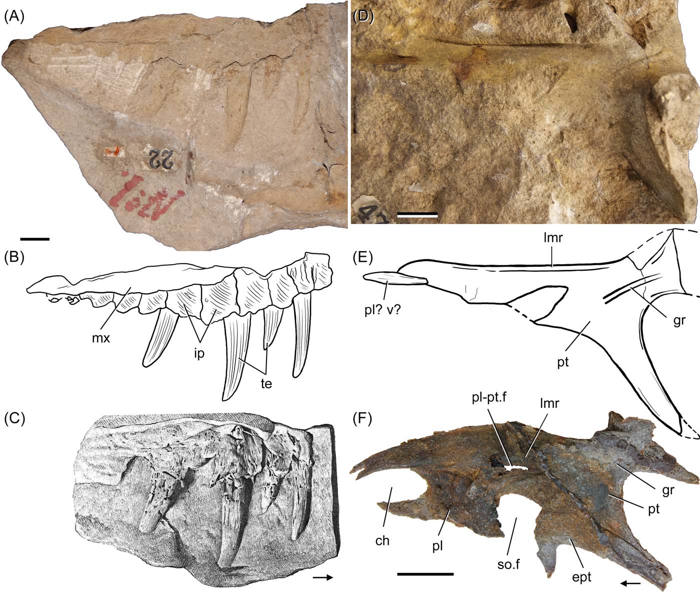 Taxonomy of the archosaur Ornithosuchus: reassessing Ornithosuchus ...