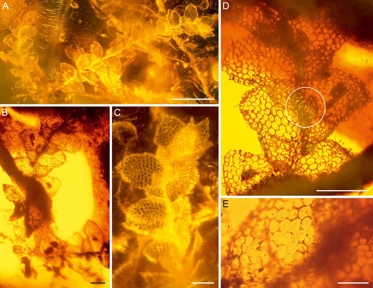 A Caribbean epiphyte community preserved in Miocene Dominican amber ...