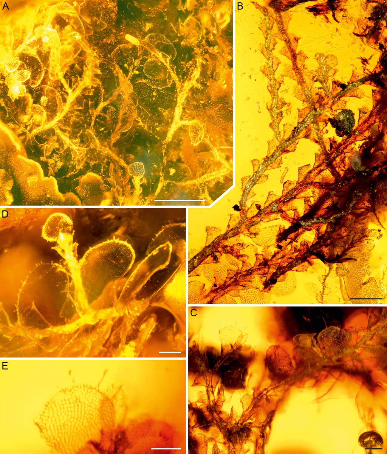 A Caribbean epiphyte community preserved in Miocene Dominican amber ...
