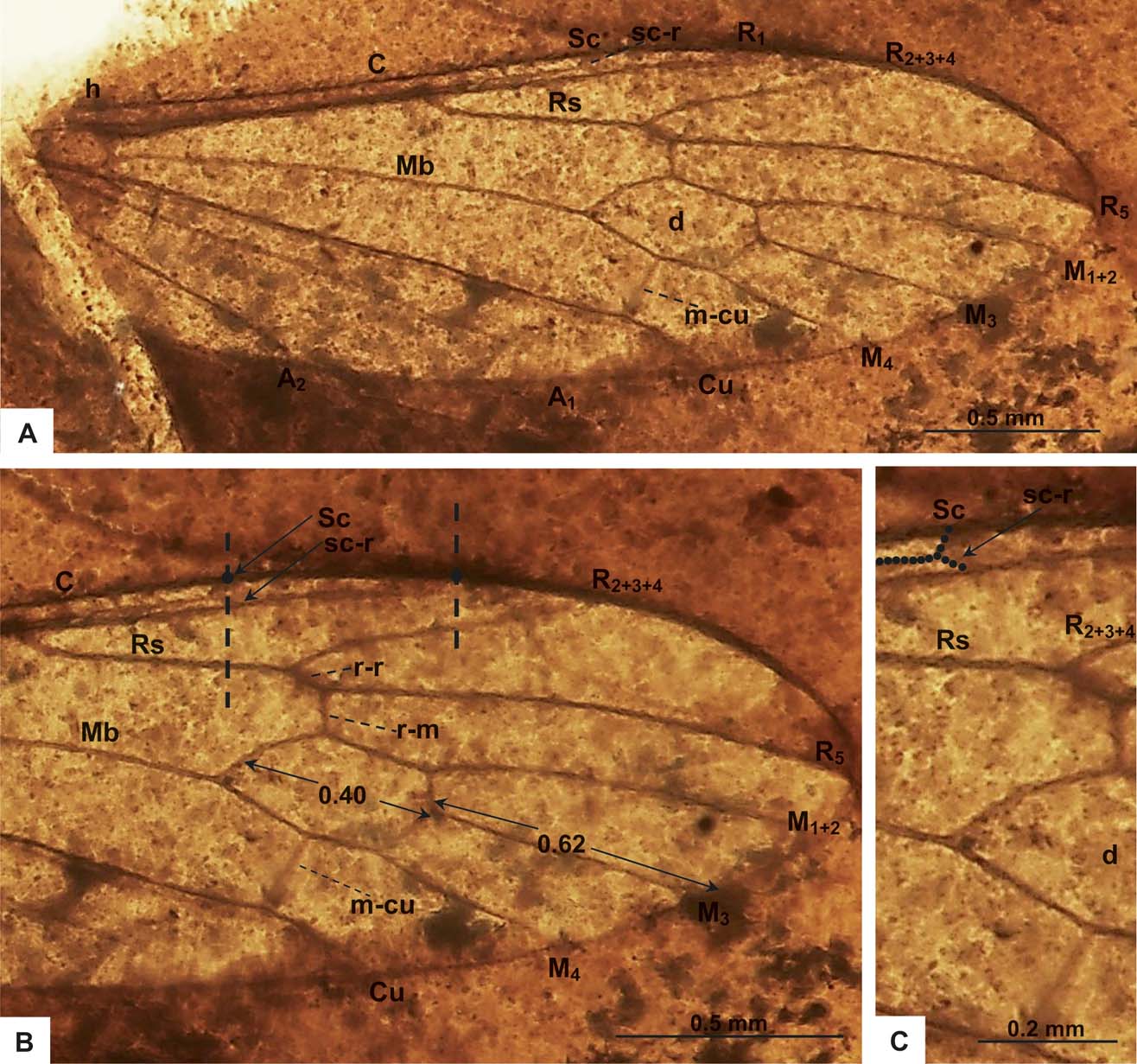 A new peculiar species of the genus Helius Lepeletier & Serville, 1828 ...