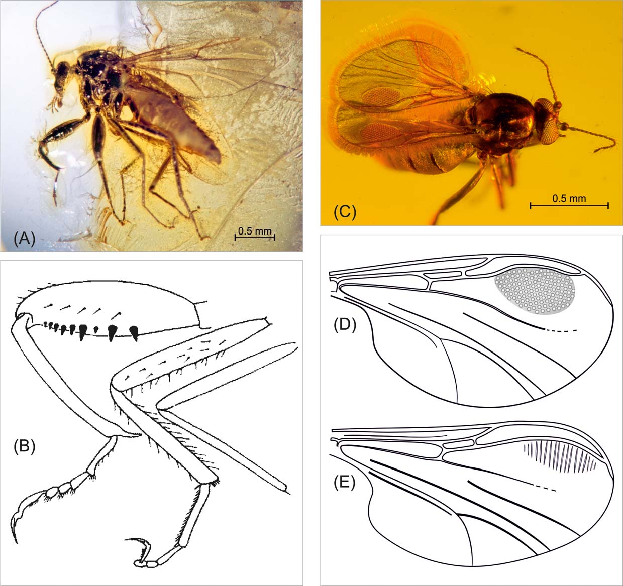 Biting midges (Diptera: Ceratopogonidae) as indicators of ...