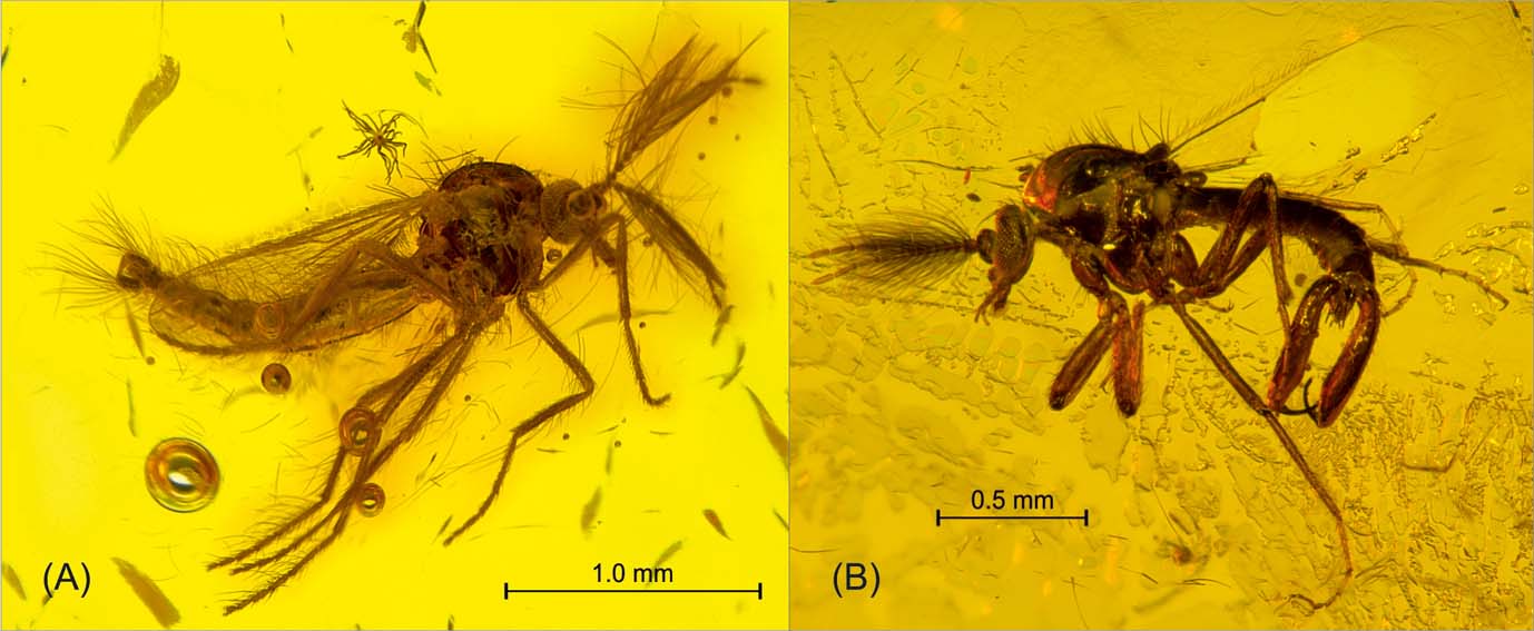 Biting midges (Diptera: Ceratopogonidae) as indicators of ...