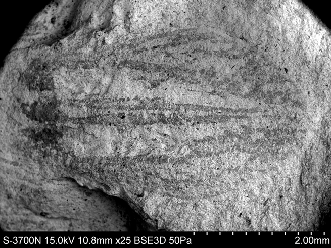 New palaeodictyopterans from the Late Carboniferous of the UK (Insecta ...