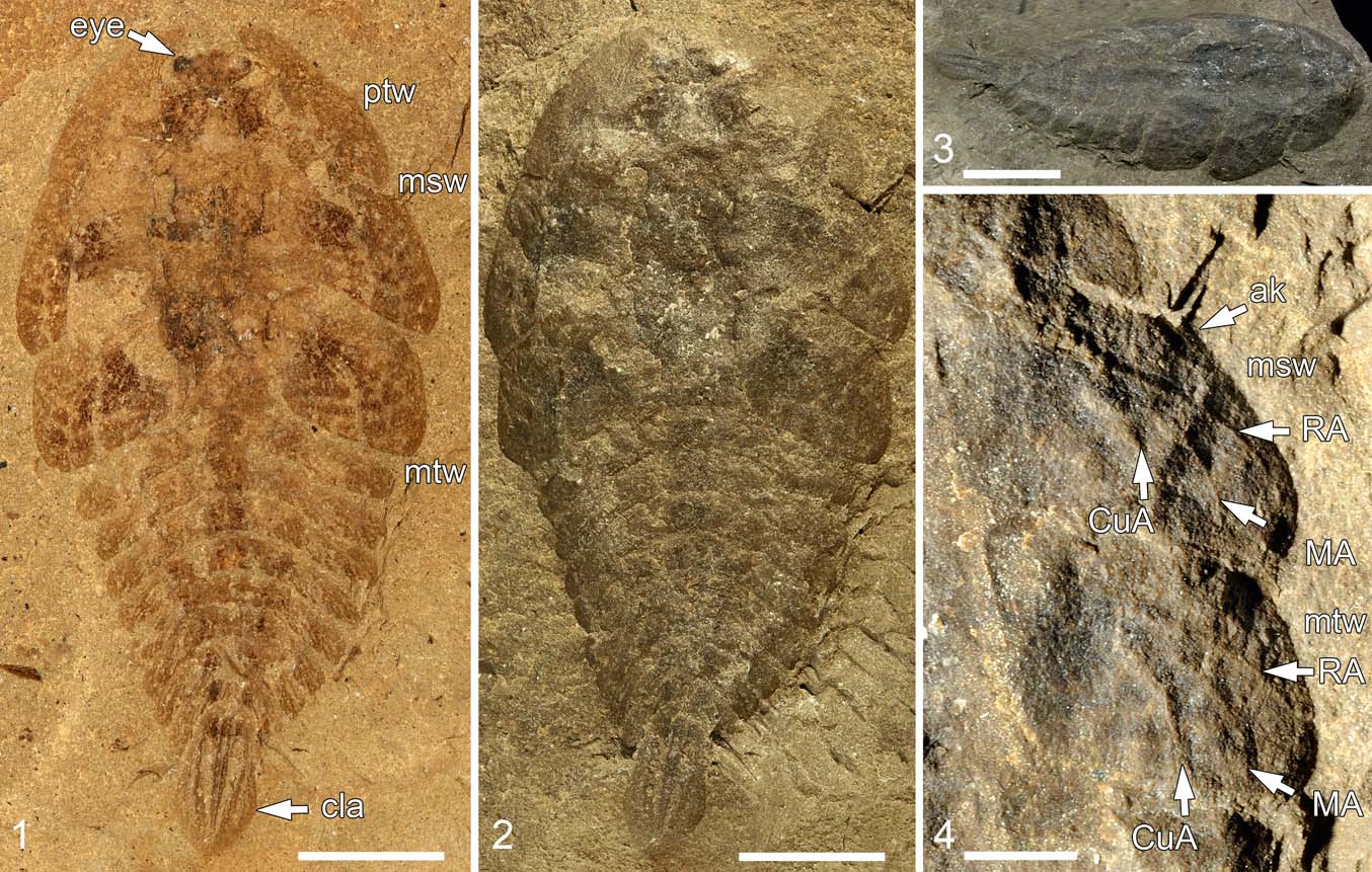 New palaeodictyopterans from the Late Carboniferous of the UK (Insecta ...