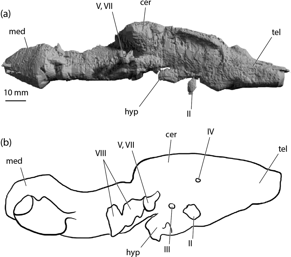 The neurocranium of the Lower Carboniferous shark Tristychius arcuatus ...
