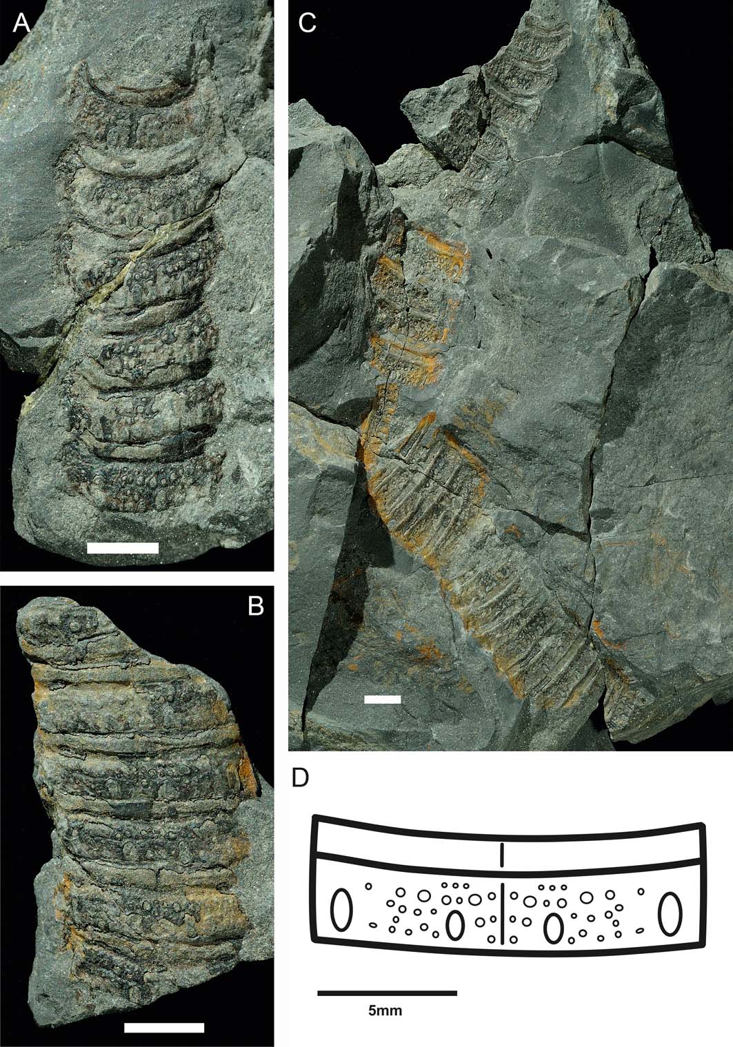 A new terrestrial millipede fauna of earliest Carboniferous ...