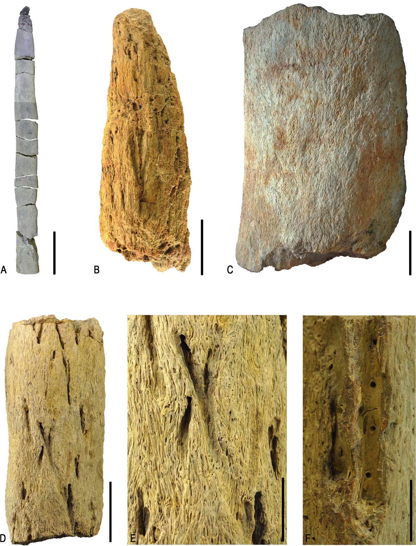 The extinct tree fern Tempskya Corda from the Albian of Spain ...