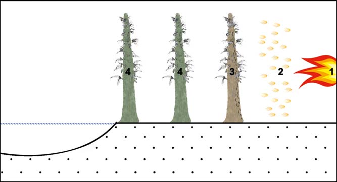 The extinct tree fern Tempskya Corda from the Albian of Spain ...