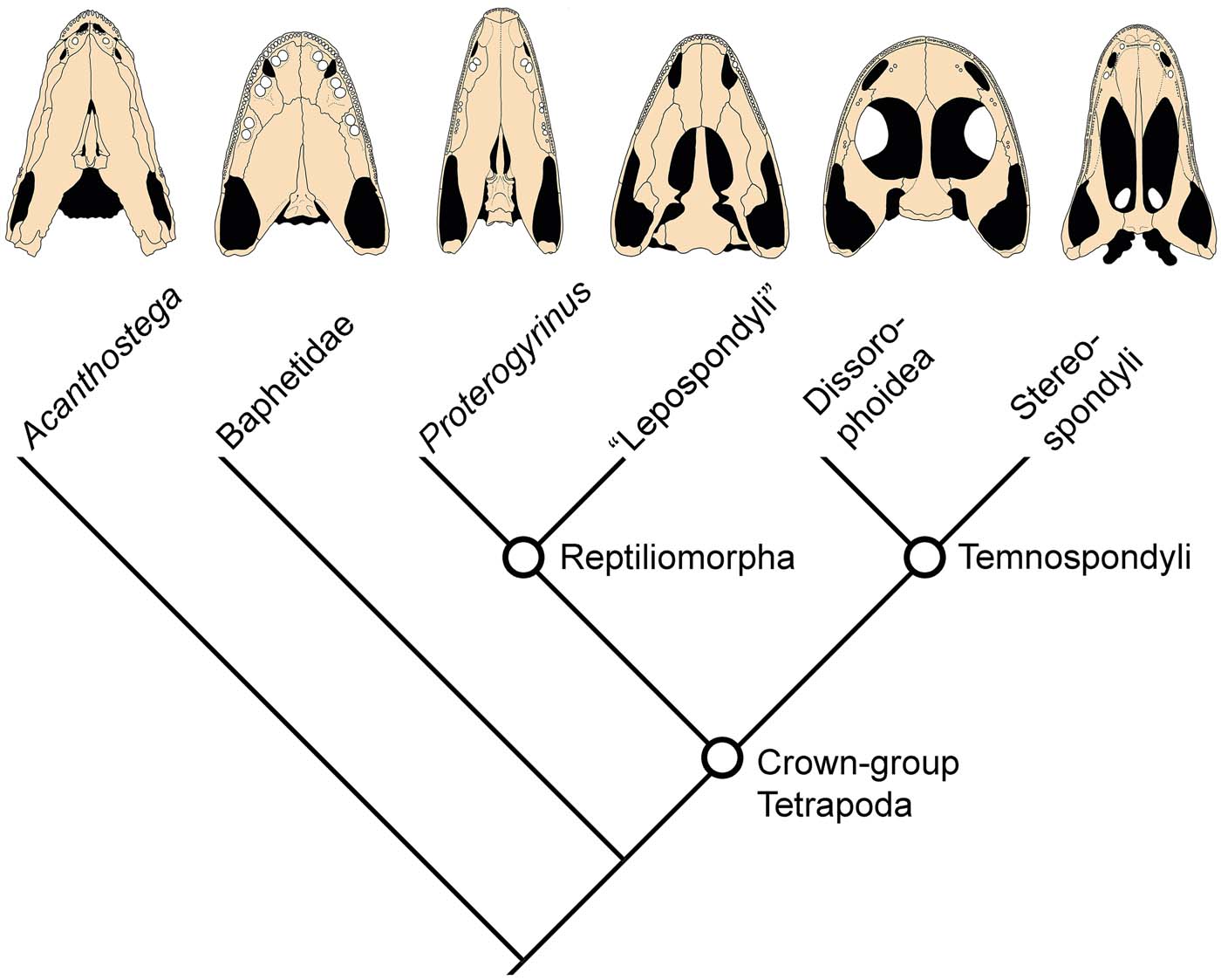 Evolutionary changes in the orbits and palatal openings of early ...