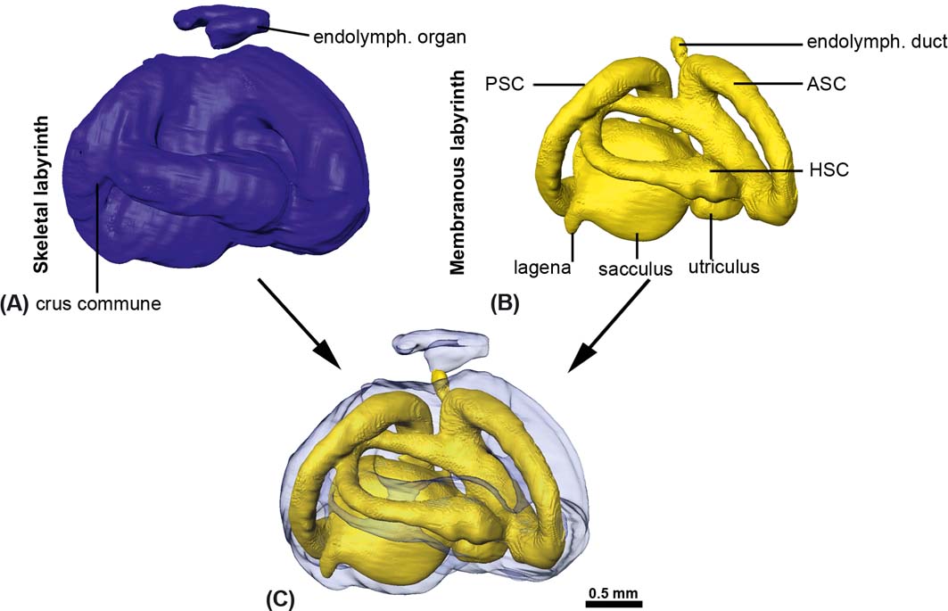 Ontogenetic development of the otic region in the new model organism ...