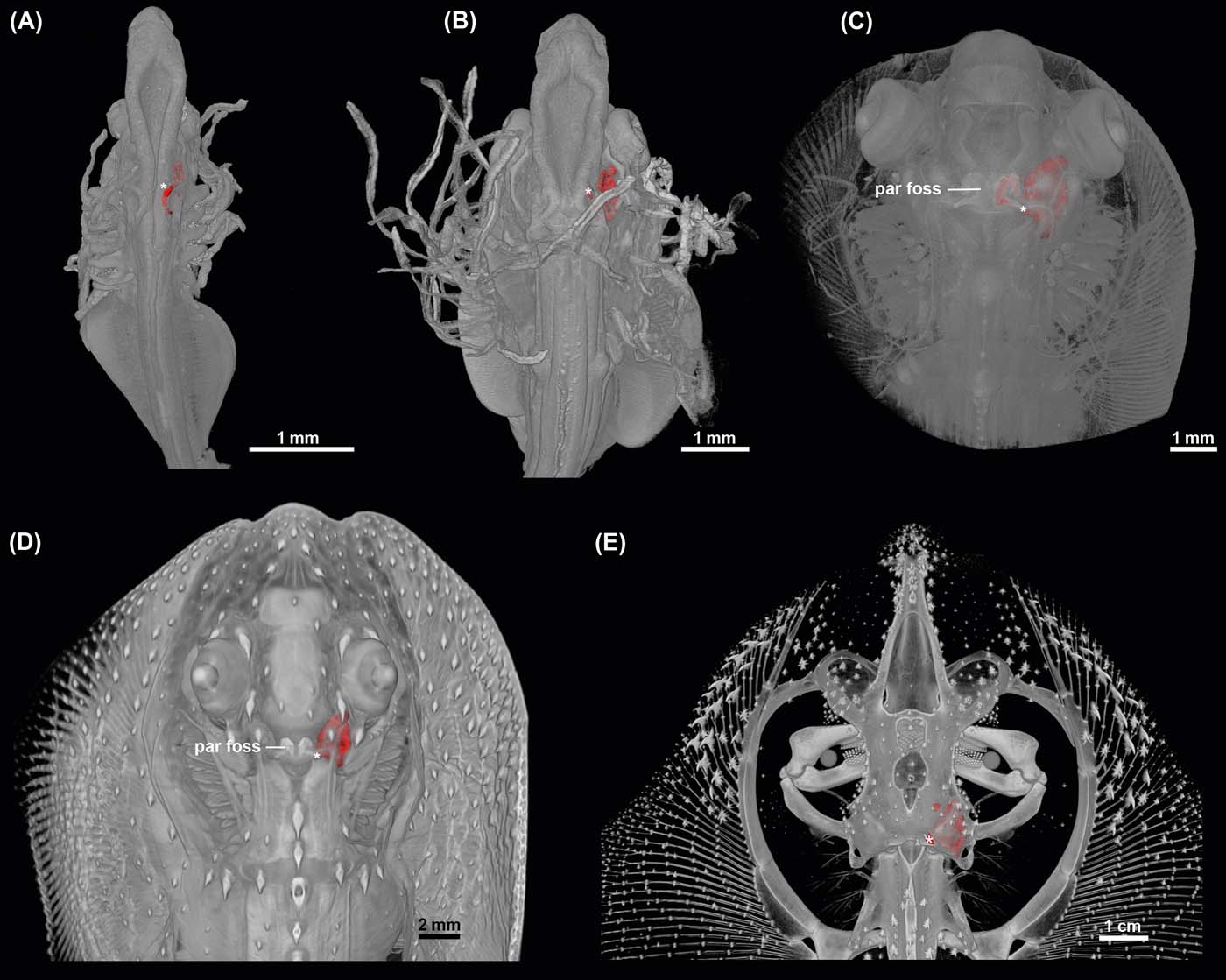 Ontogenetic development of the otic region in the new model organism ...