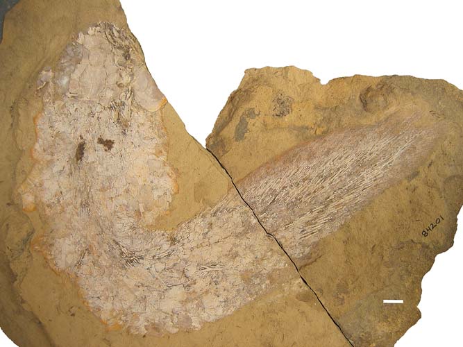 Systematics and description of the lungfish genus Sagenodus from the ...