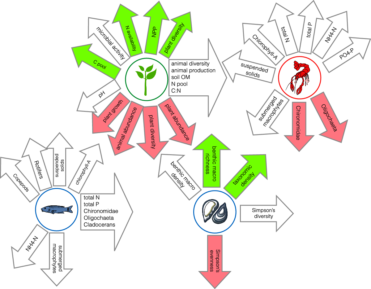 Framing the concept of invasive species “impact” within a management ...
