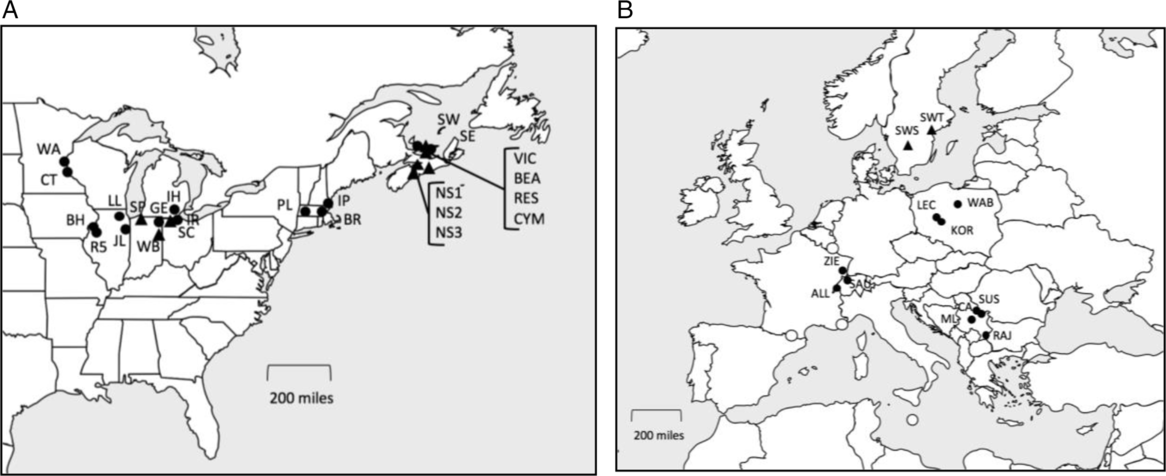 Genetic comparison of introduced and native populations of common ...