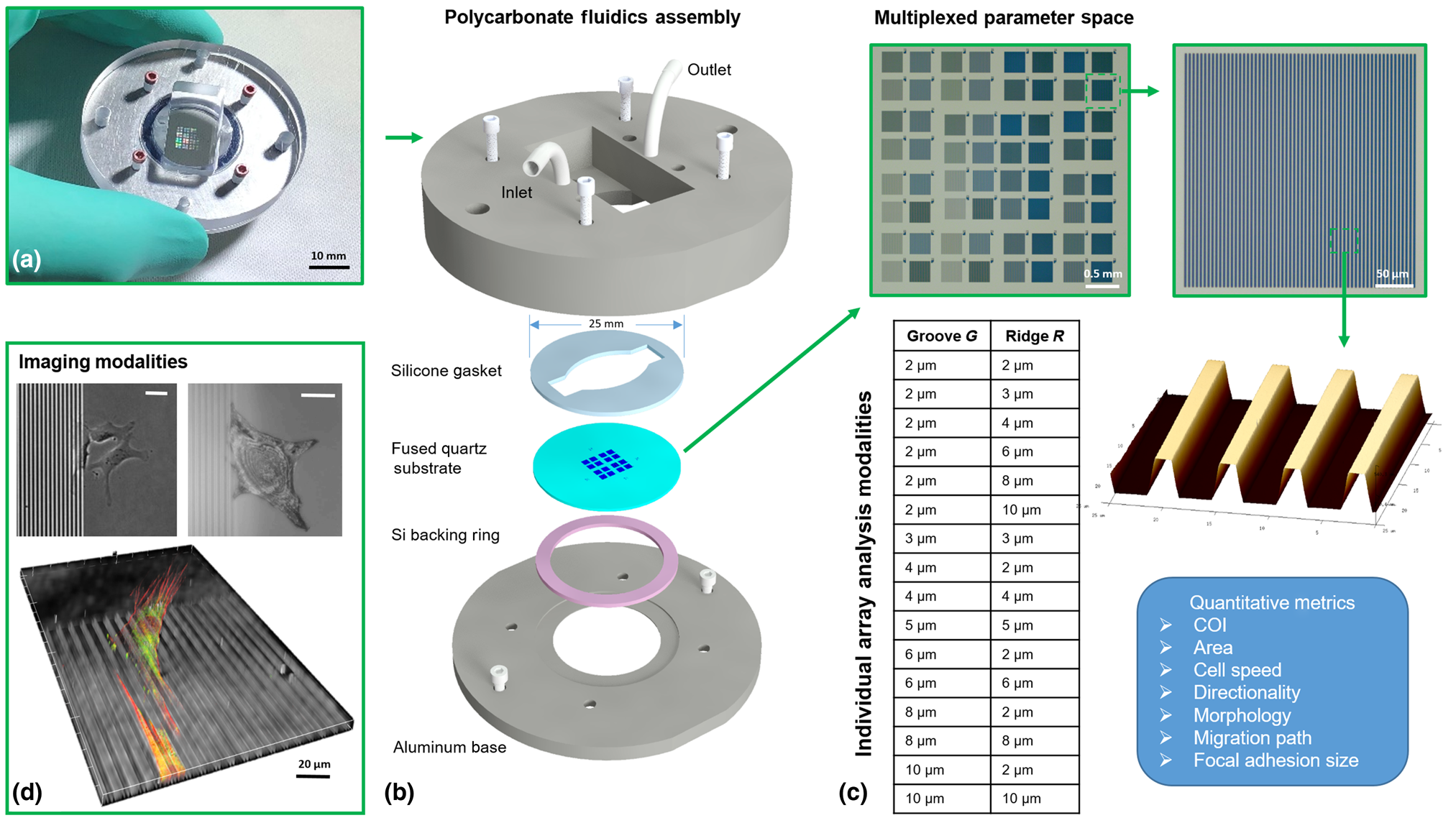 Monolithic quartz platform for cellular contact guidance | MRS ...