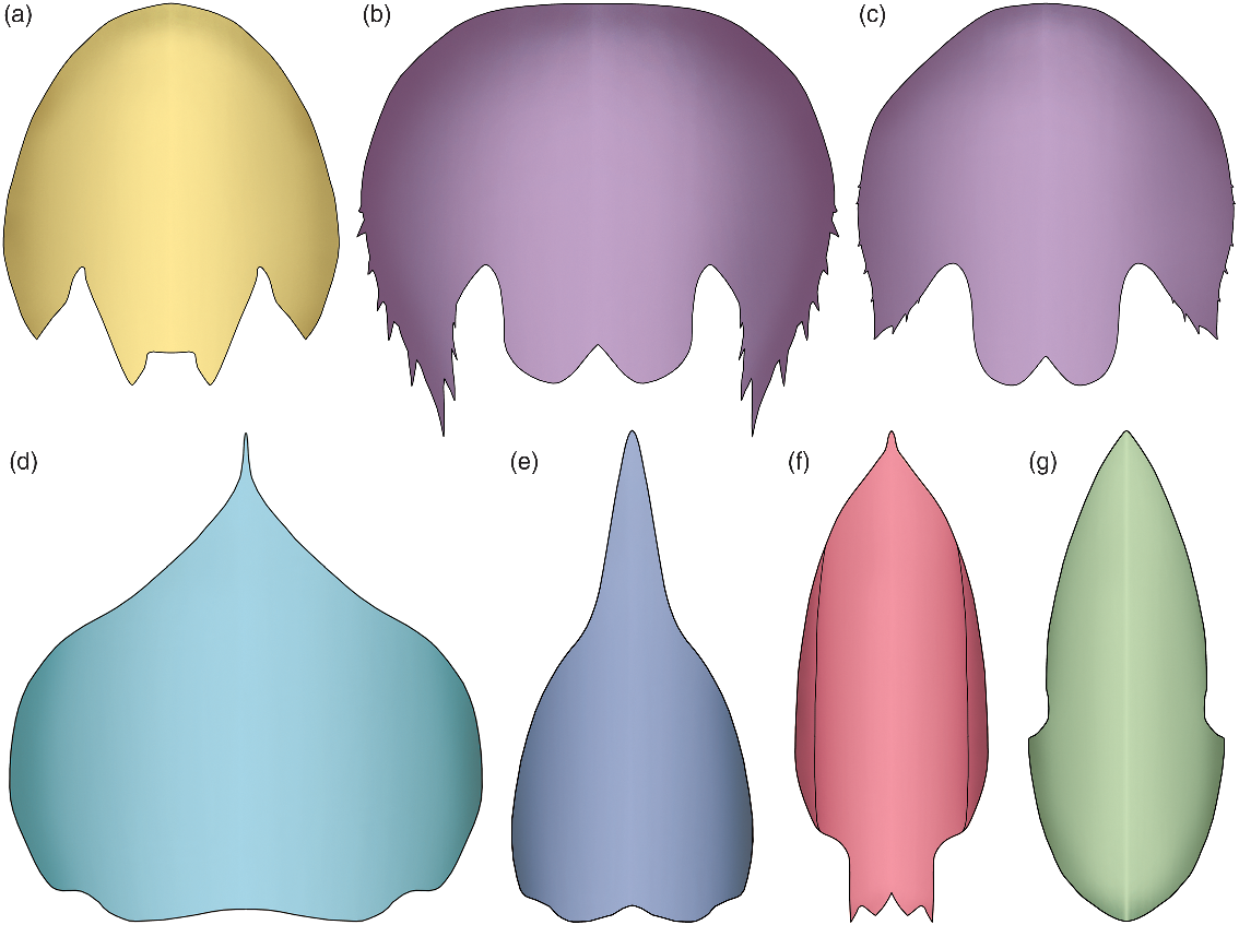 Occurrence of the eudemersal radiodont Cambroraster in the early ...