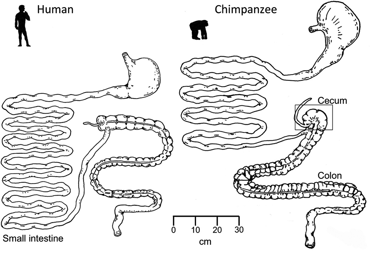 Considering carnivore diet : r/Biohackers