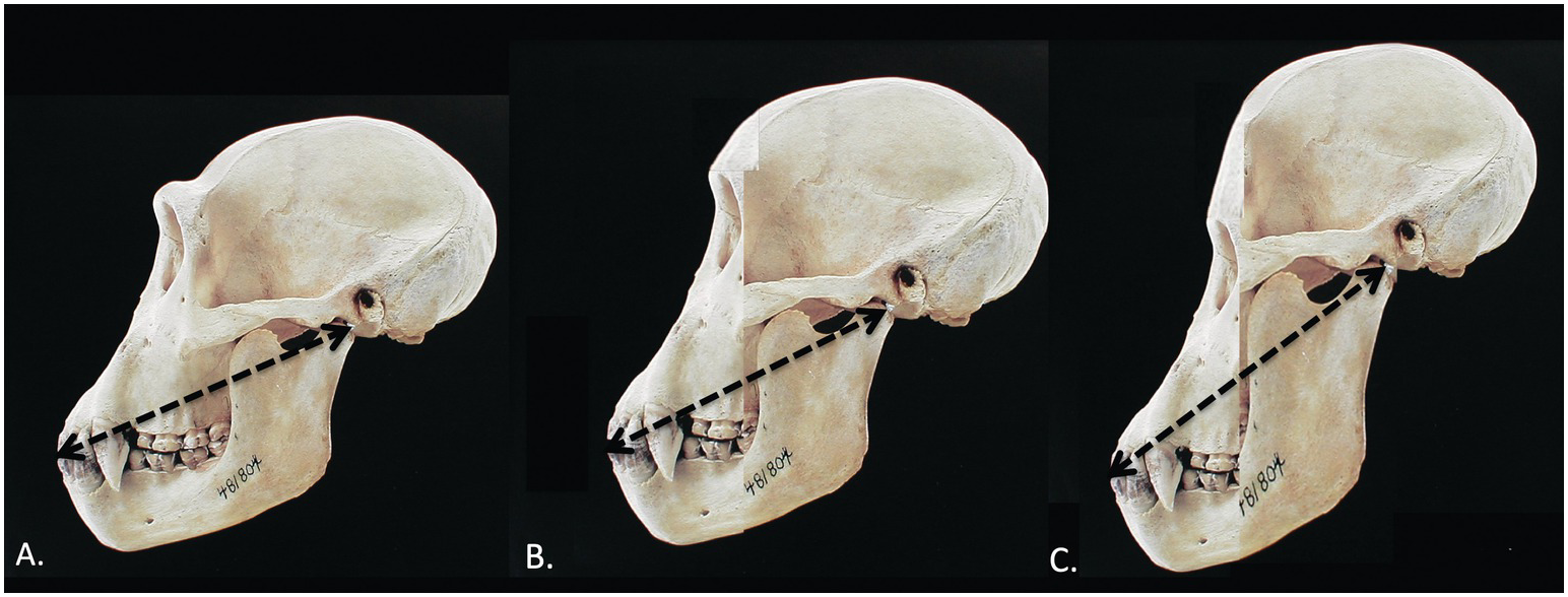 Chimpanzee Jaw Muscles