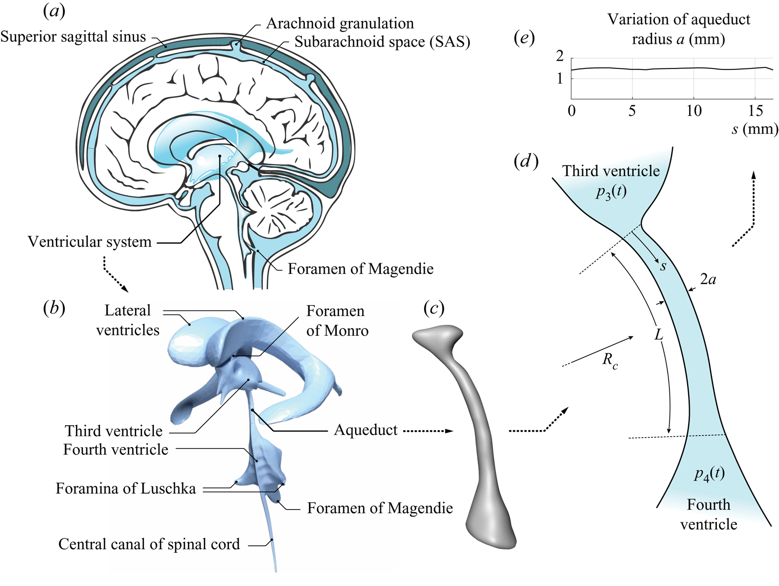 A model for the oscillatory flow in the cerebral aqueduct | Journal of ...
