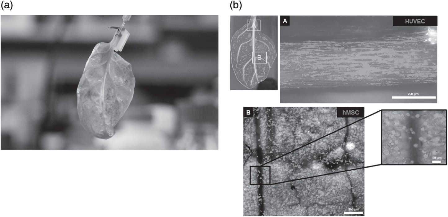 Bioinspired and Biomimetic Design of Multilayered and Multiscale ...