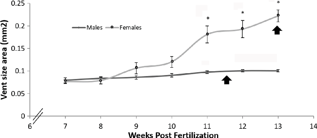 Puberty visualized: sexual maturation in the transparent Casper ...