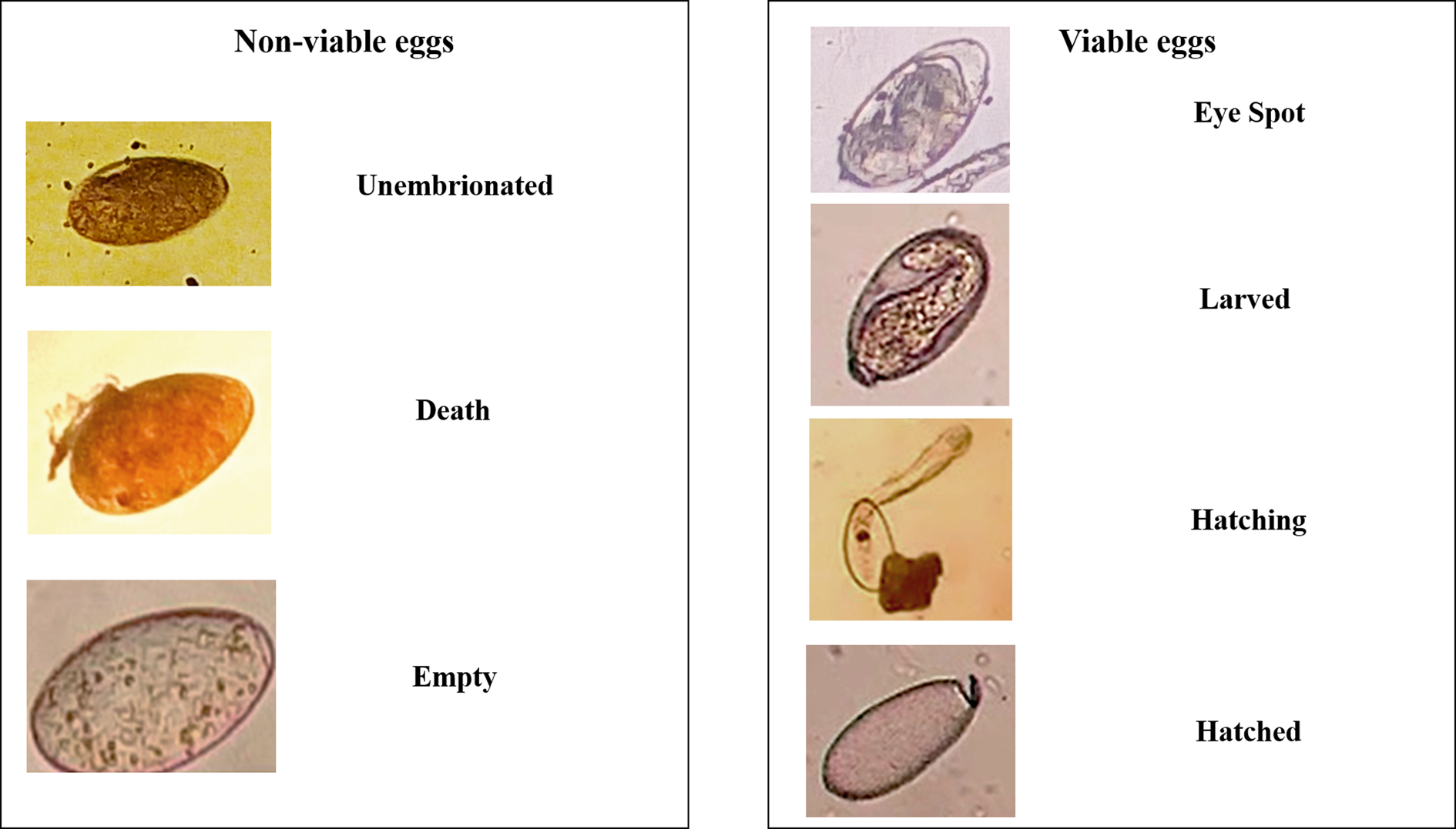 Evaluation of anthelmintic drugs against egg development of rumen ...