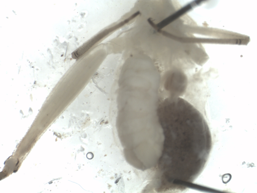 Oecanthus nigricornis (Orthoptera: Gryllidae) as the first known host ...