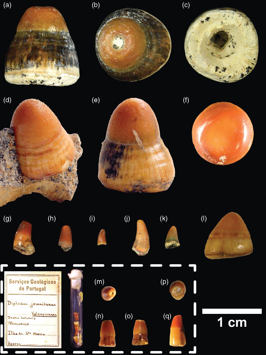 Pliocene and Late Pleistocene actinopterygian fishes from Santa Maria ...