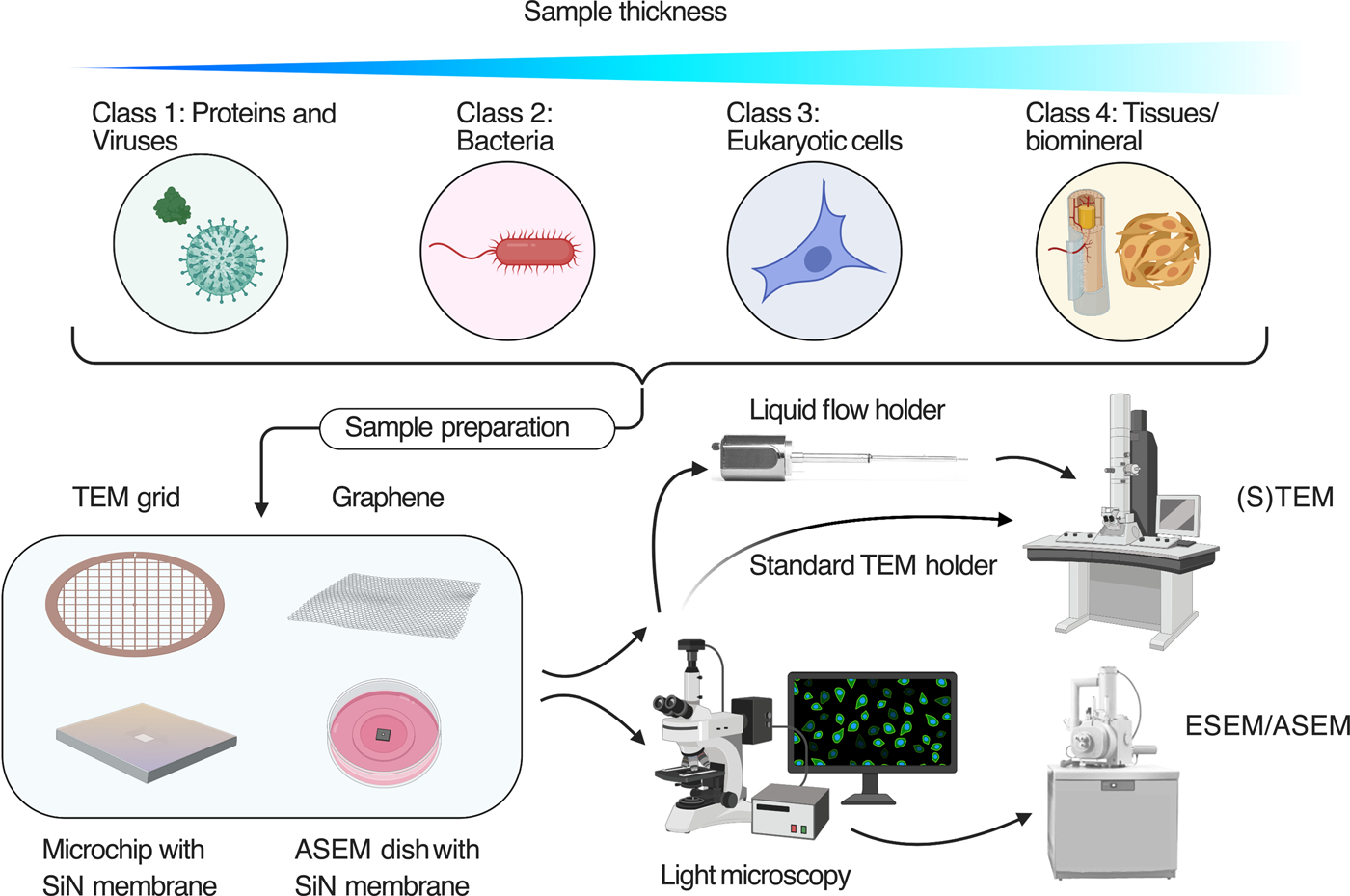 Liquid phase electron microscopy of biological specimens | MRS Bulletin ...
