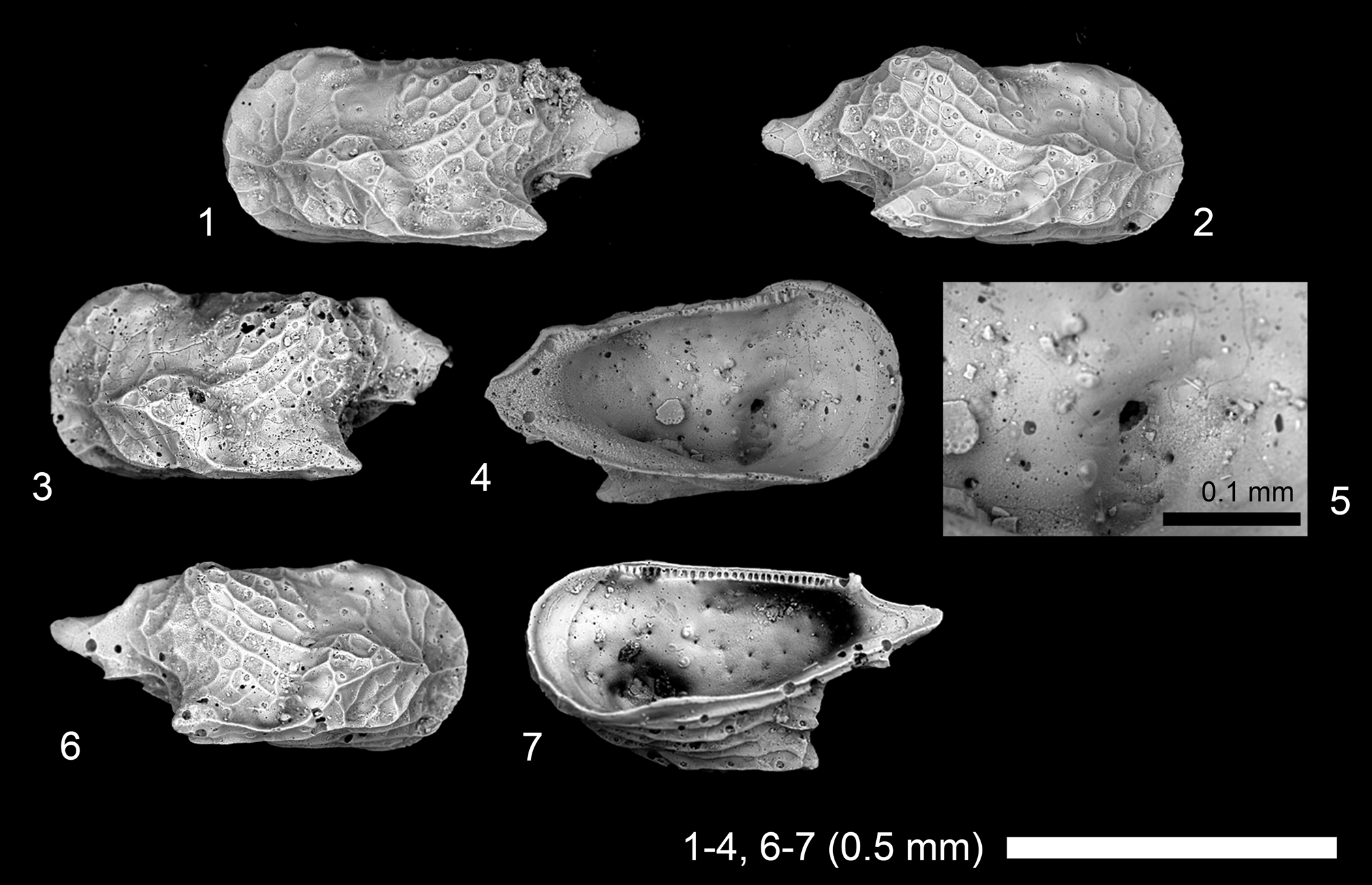 Early Miocene marine ostracodes from southwestern India: implications ...