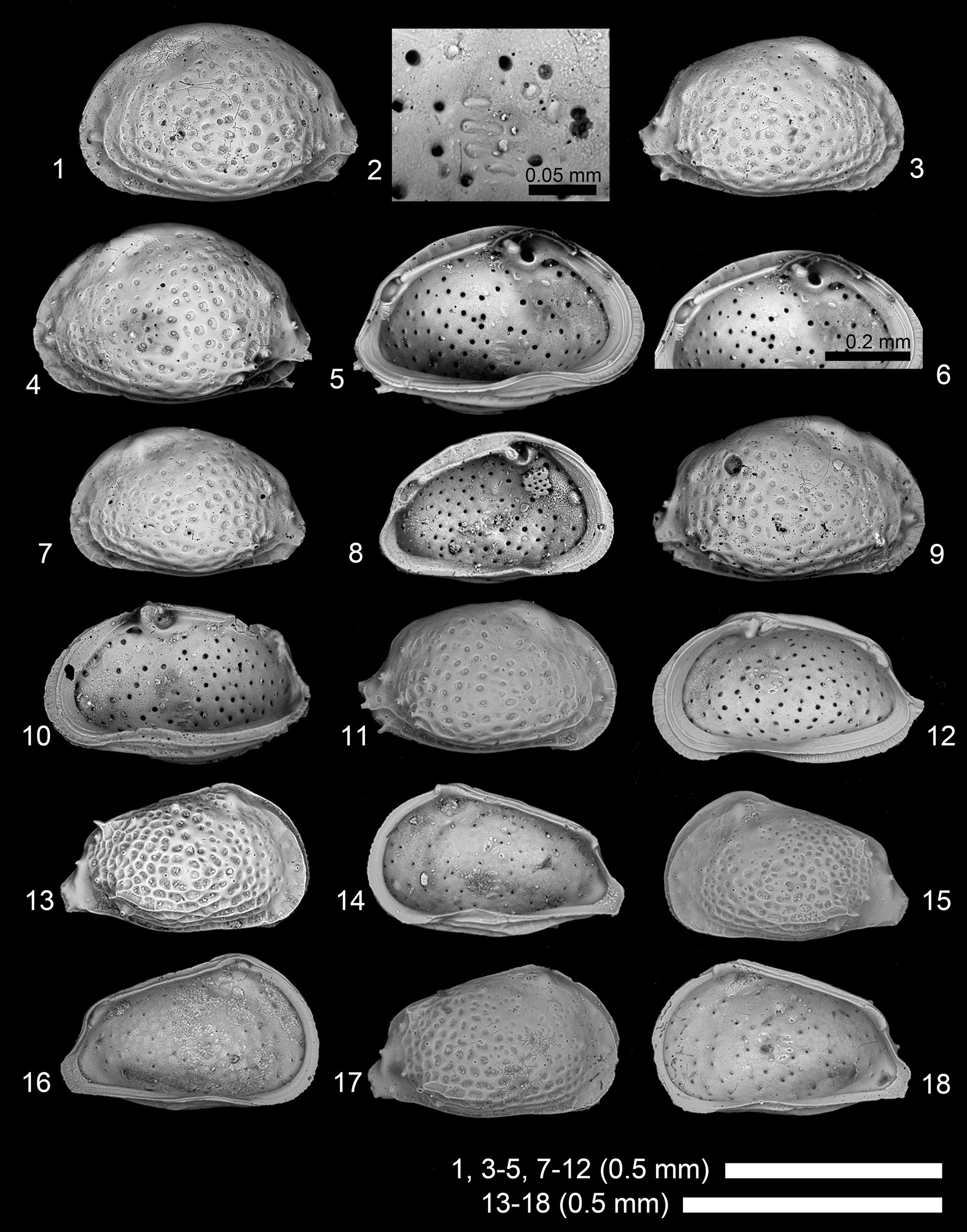 Early Miocene marine ostracodes from southwestern India: implications ...