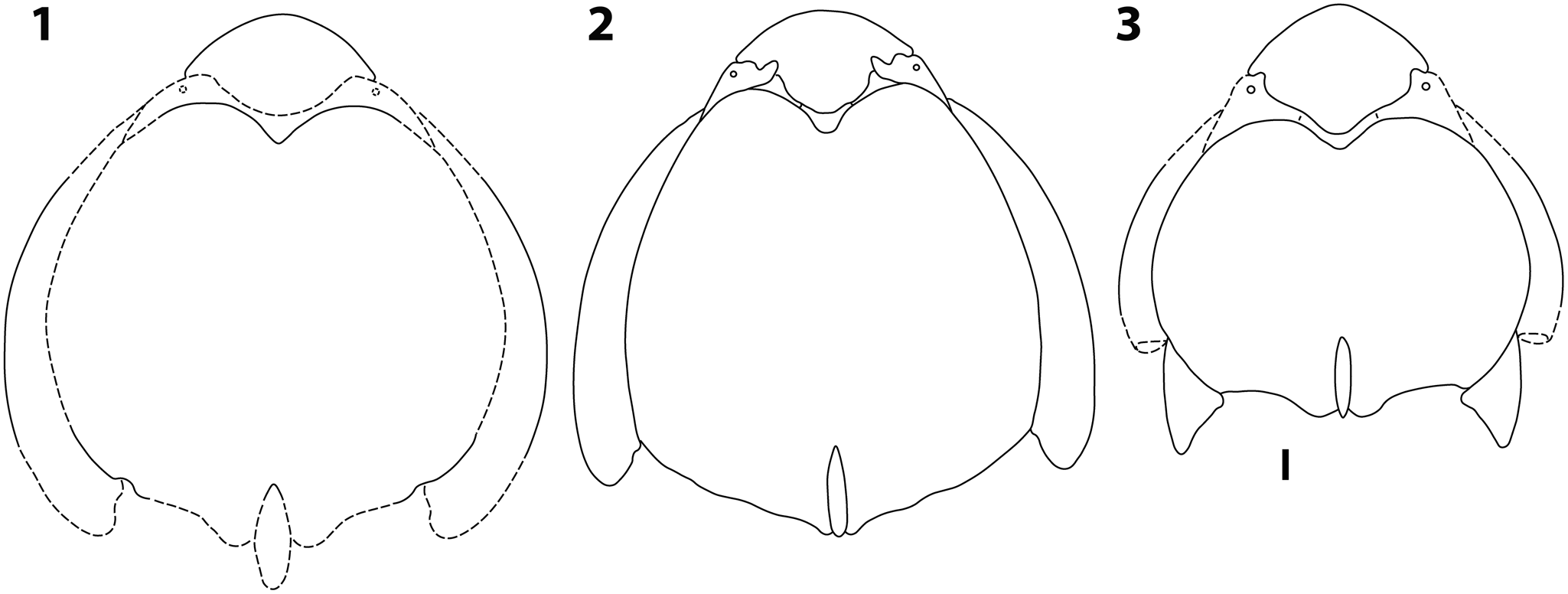 The last pteraspids (Vertebrata, Heterostraci): new material from the ...