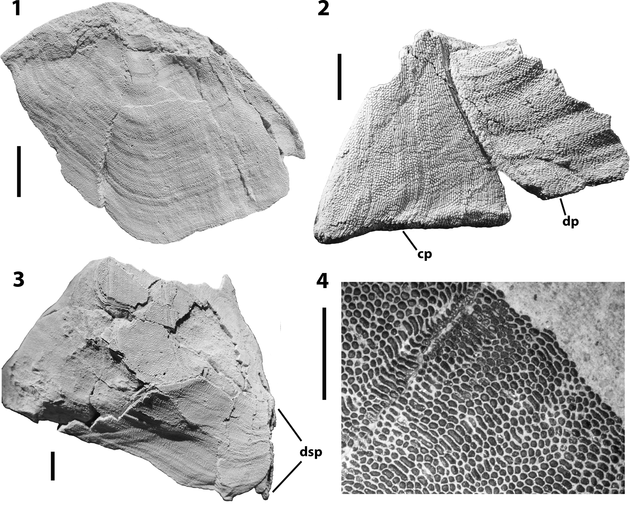 The last pteraspids (Vertebrata, Heterostraci): new material from the ...