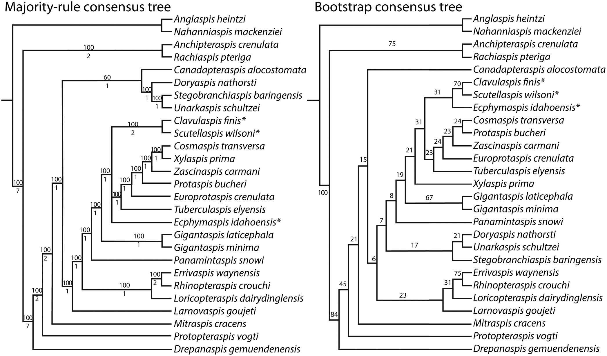 The last pteraspids (Vertebrata, Heterostraci): new material from the ...