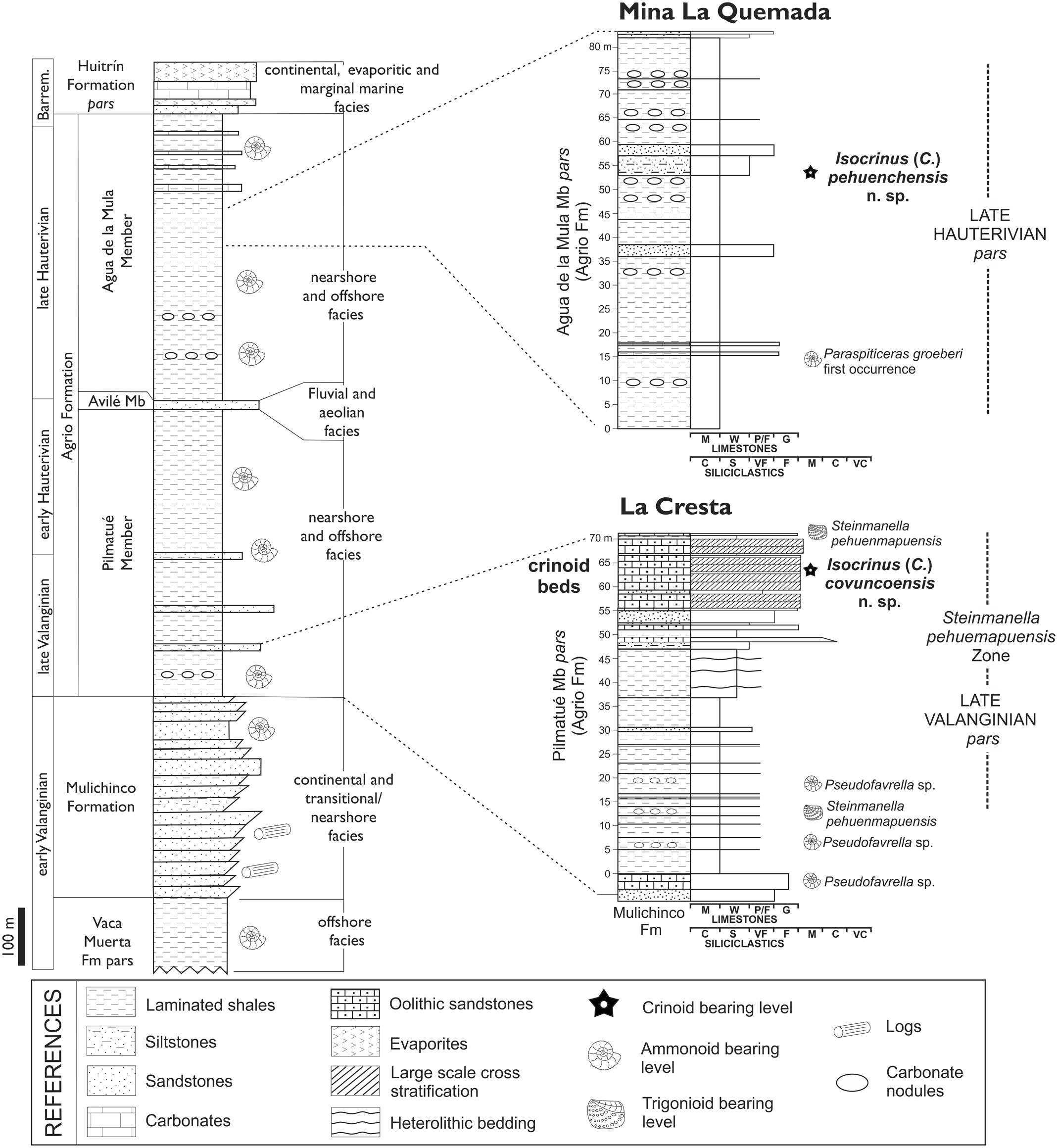 First articulated stalked crinoids from the Mesozoic of South America ...