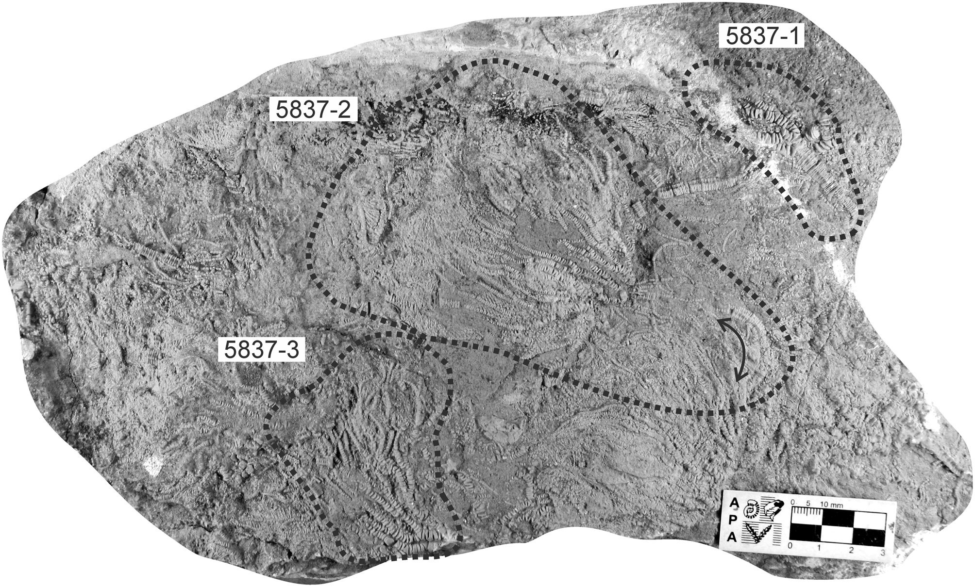 First articulated stalked crinoids from the Mesozoic of South America ...