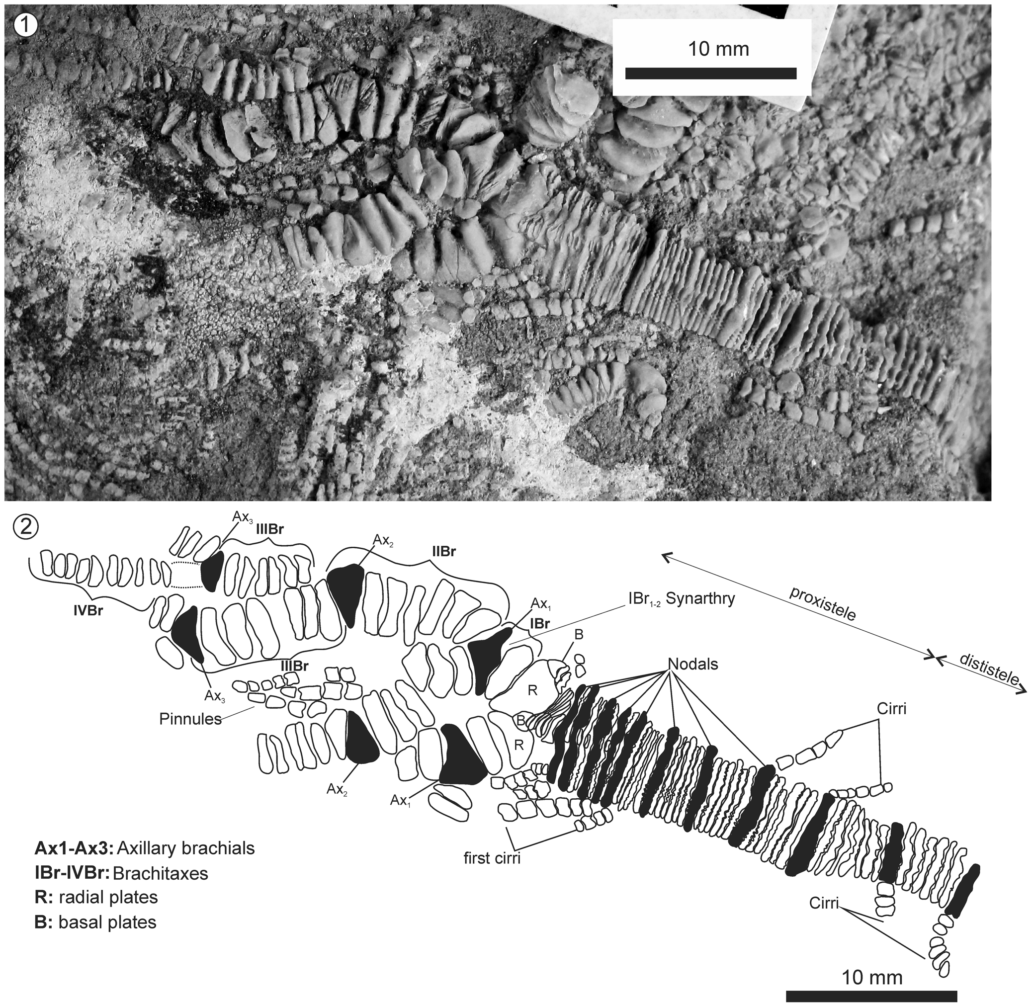 First articulated stalked crinoids from the Mesozoic of South America ...