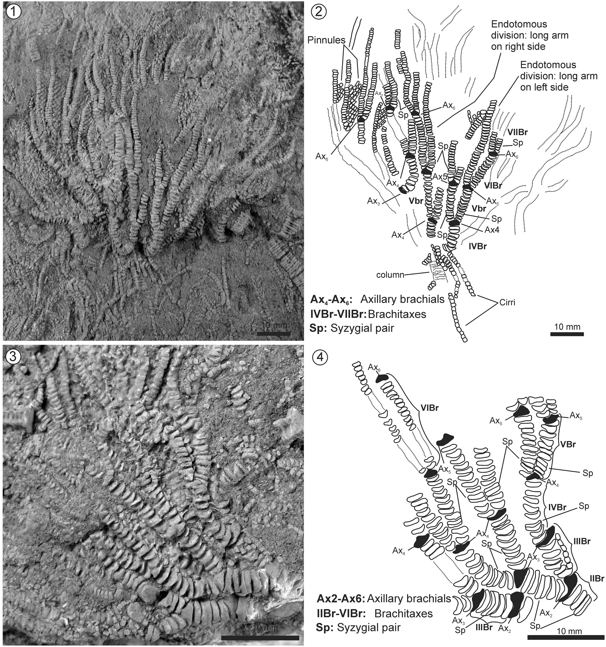 First articulated stalked crinoids from the Mesozoic of South America ...