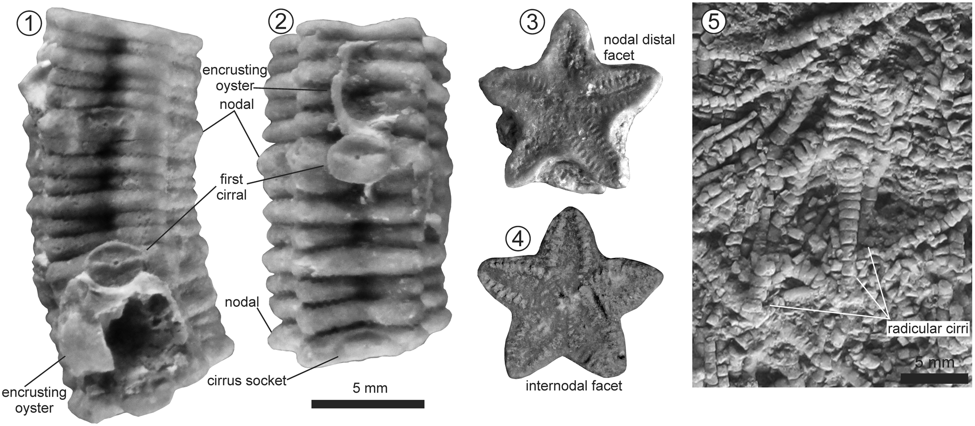 First articulated stalked crinoids from the Mesozoic of South America ...