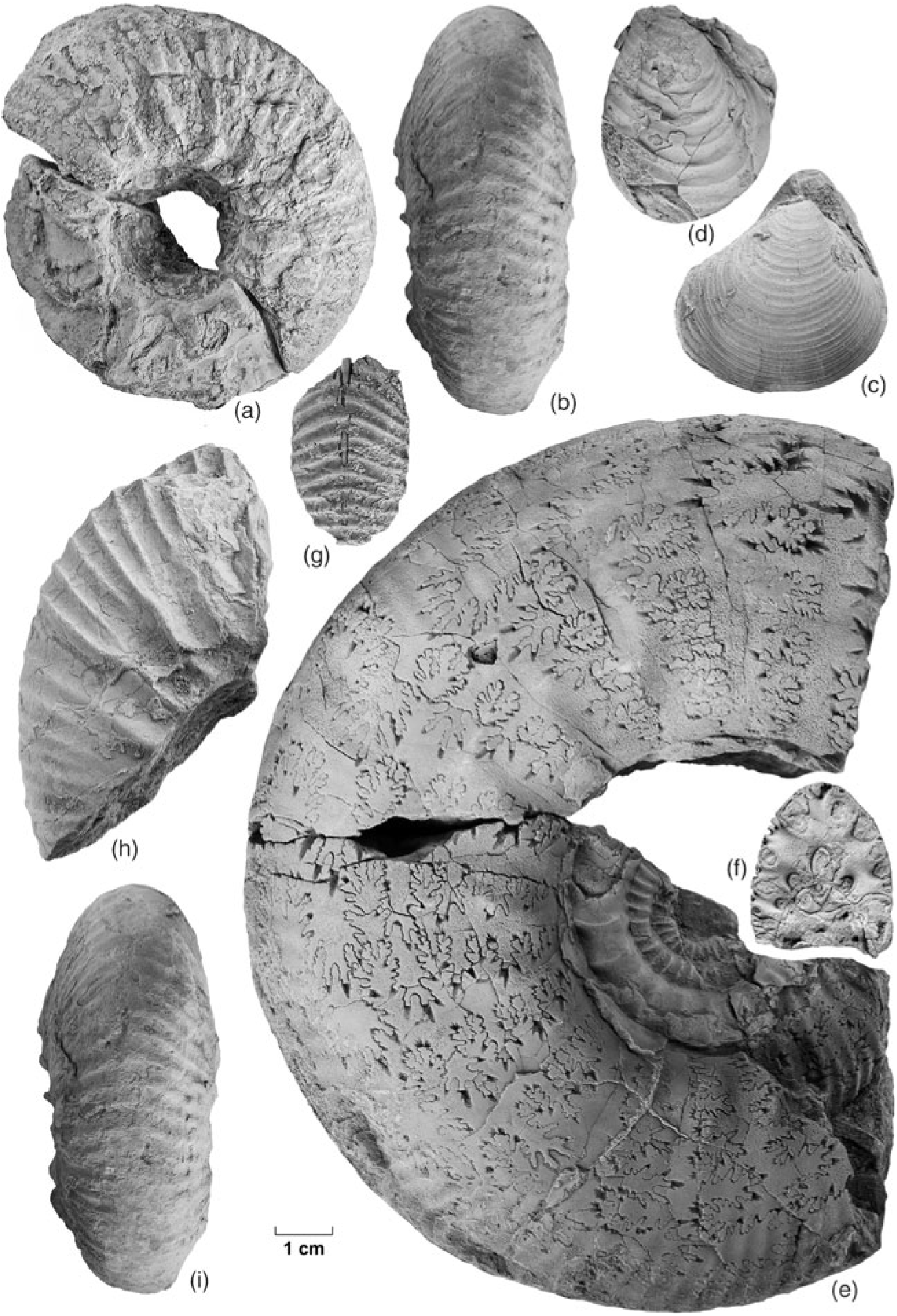 Finding the VOICE: organic carbon isotope chemostratigraphy of Late ...