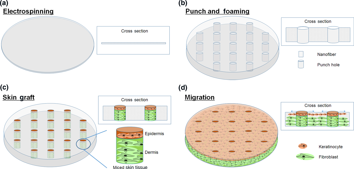 Three-dimensional nanofiber scaffolds with arrayed holes for engineering skin tissue constructs ...