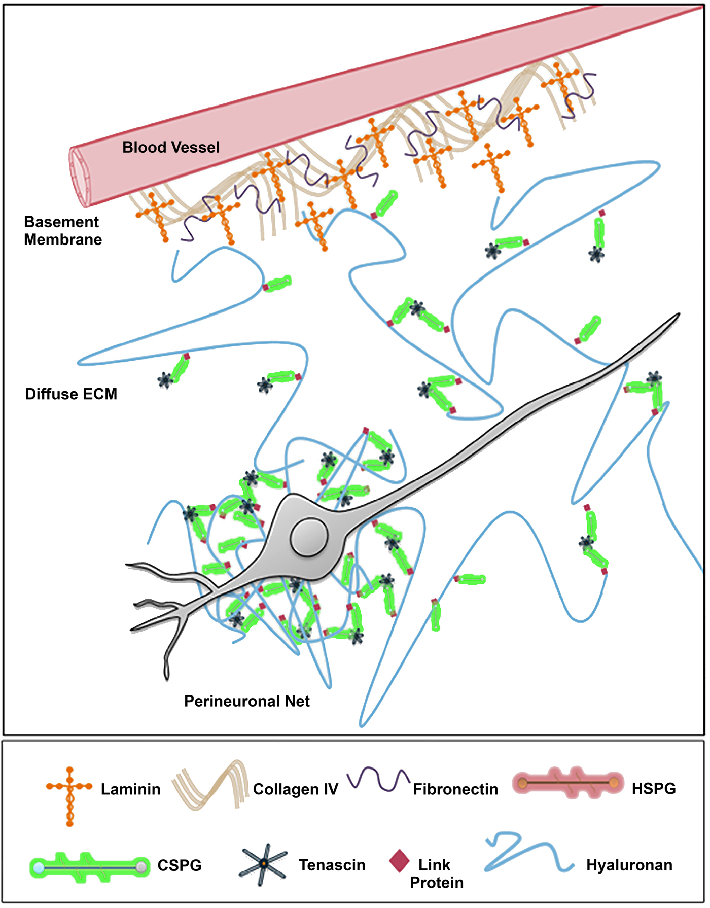 The need for advanced three-dimensional neural models and developing enabling technologies | MRS ...