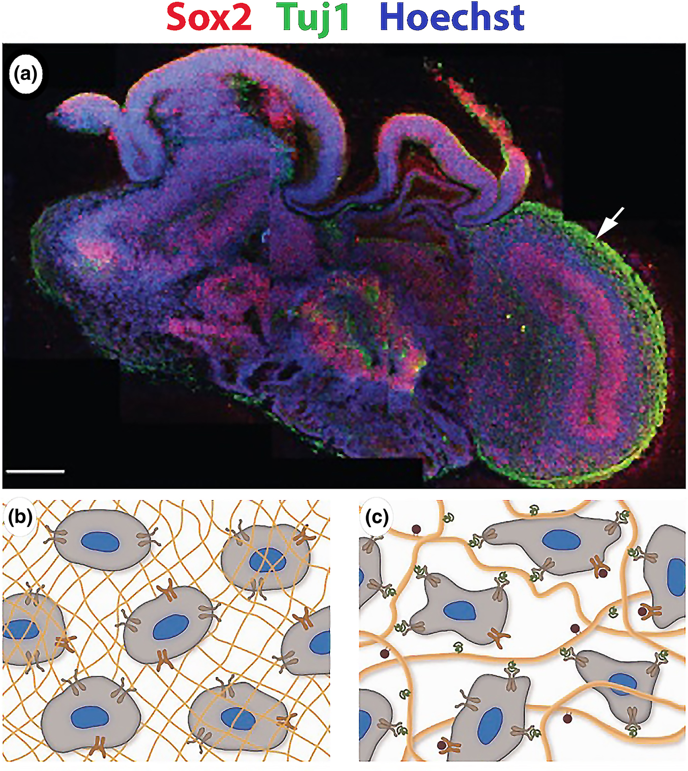 The need for advanced three-dimensional neural models and developing enabling technologies | MRS ...