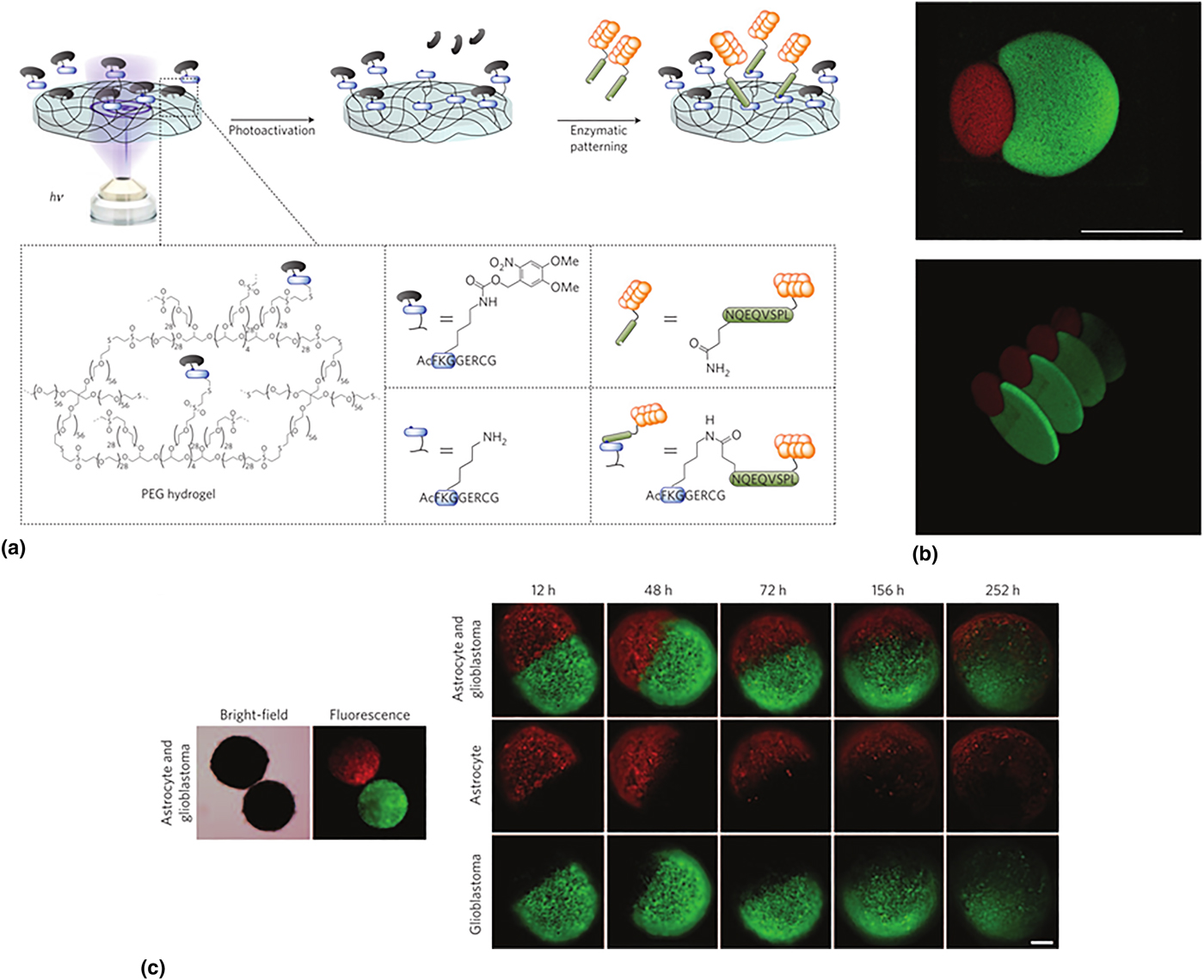 Dynamic bioengineered hydrogels as scaffolds for advanced stem cell and organoid culture | MRS ...