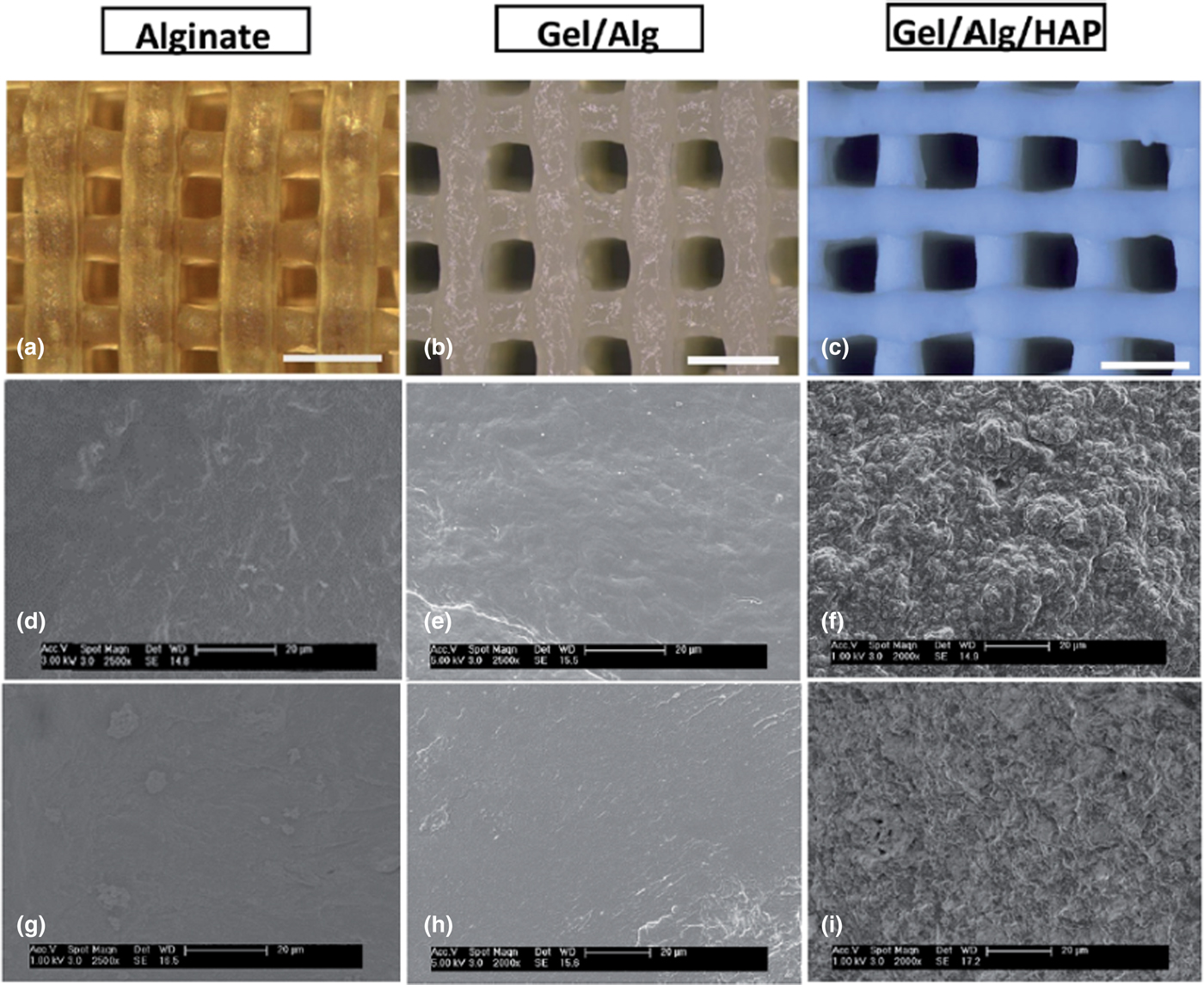 Gelatin-based hydrogels for biomedical applications | MRS Communications | Cambridge Core